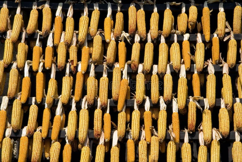 Corn stock photo. Image of growth, corn, america, maize - 37532