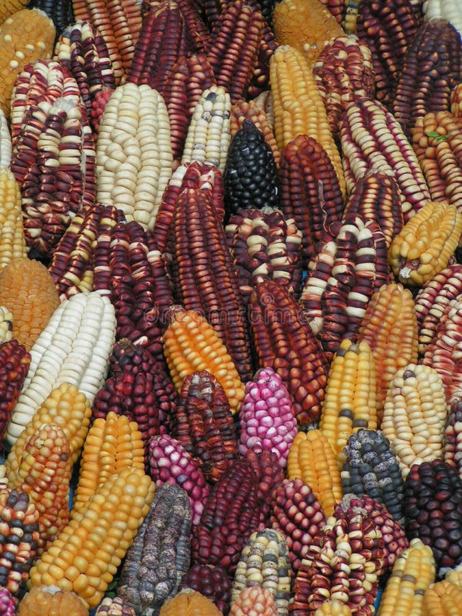 Corn stock photo. Image of growth, corn, america, maize - 37532