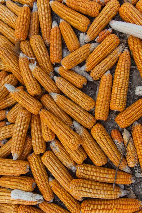 Corn stock photo. Image of corn, germ, feed, kernel, food - 37996208