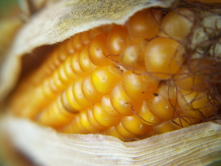 1,281 Cornfield Popcorn Logo Stock Photos - Free & Royalty-Free Stock ...