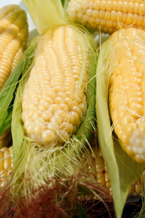 Corn bouquet stock photo. Image of photograph, american - 4416532