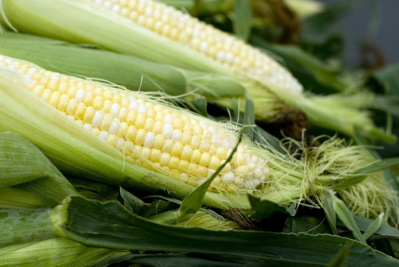 Corn stock image. Image of harvest, isolated, nature, grain - 3104489
