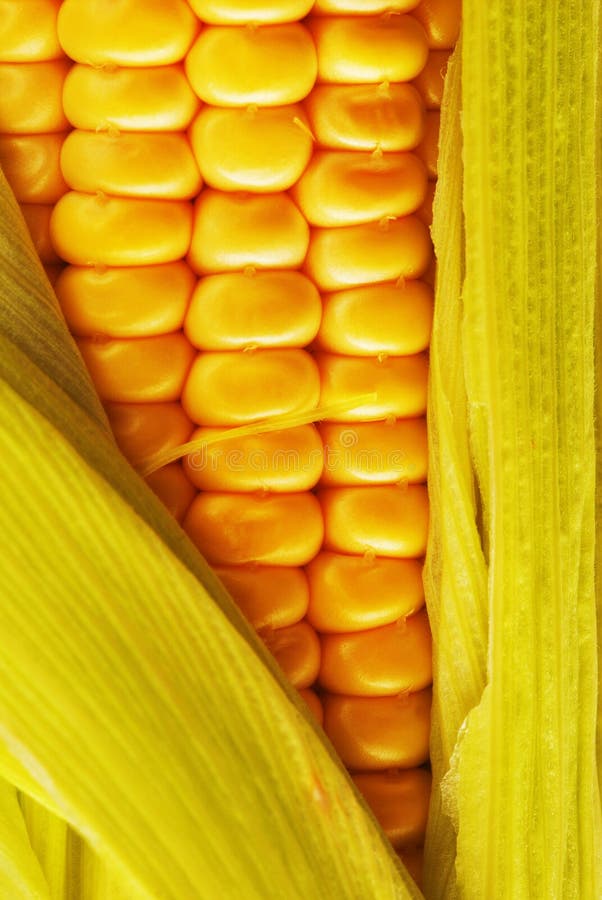 Corn stock photo. Image of crop, sweetcorn, vegetable - 3681952
