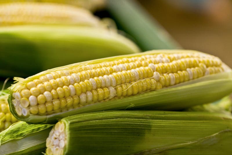 Corn stock image. Image of green, biology, concepts, bubble - 6212177