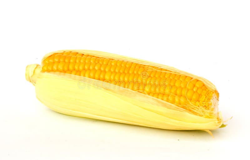 One corn crop stock photo. Image of food, nature, freshness - 6056088