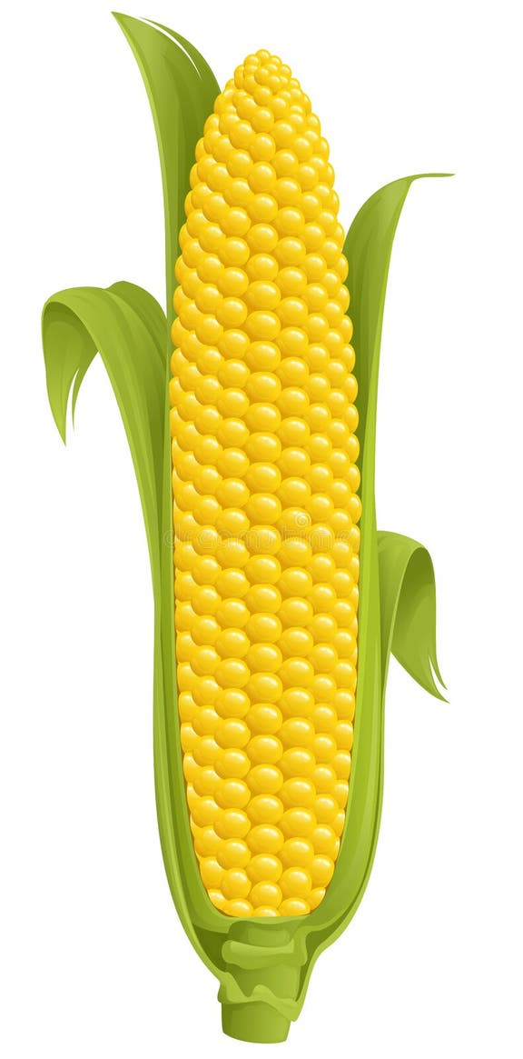 Corn Kernel Stock Illustrations – 13,293 Corn Kernel Stock ...