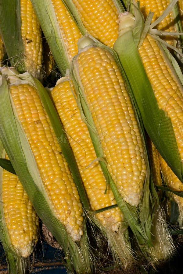 Corn stock image. Image of ingredient, food, corn, healthy - 7665799