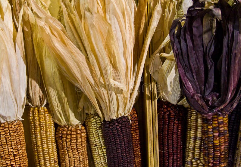 Peruvian Corn stock image. Image of nutrition, maize - 42902805