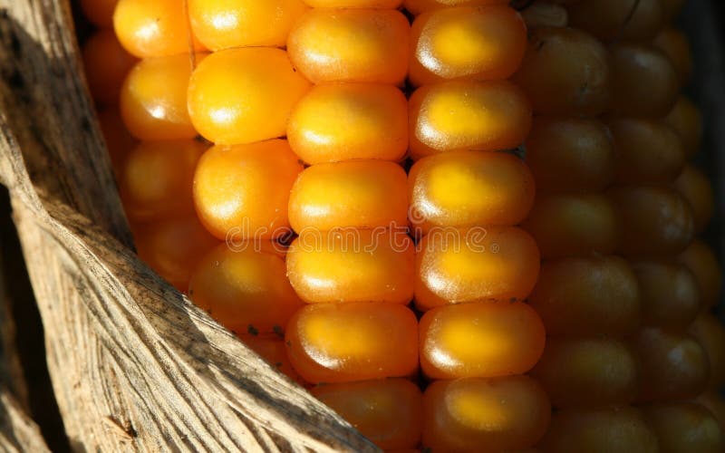 RED CORN COB stock photo. Image of vegetable, husk, masa - 21246490
