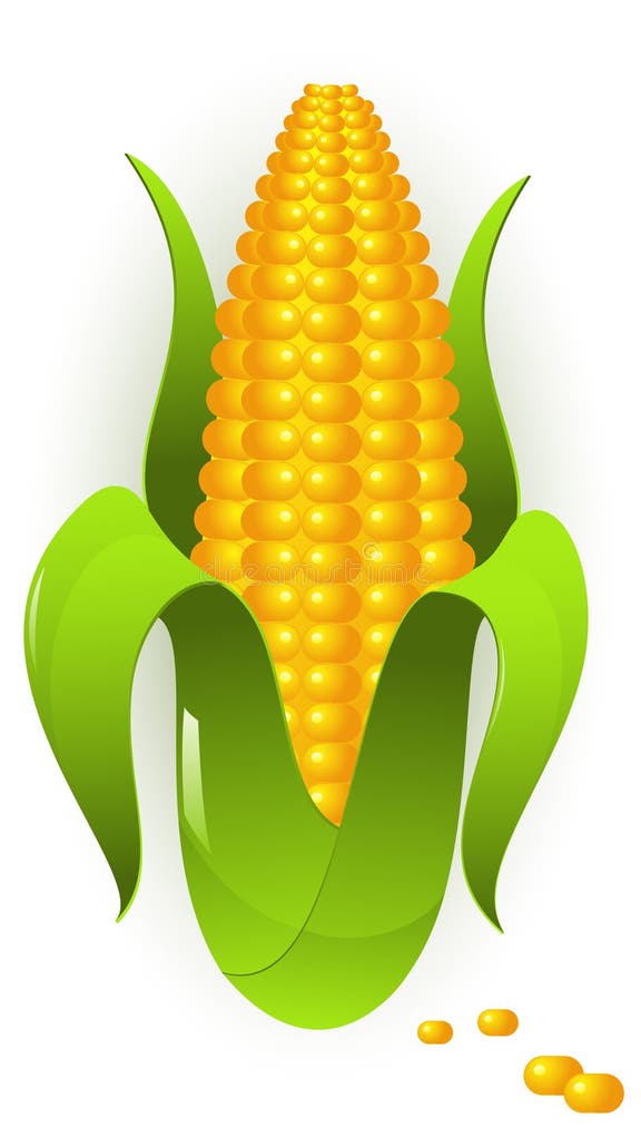 Corn Husk Vector Stock Illustrations – 1,751 Corn Husk Vector Stock ...