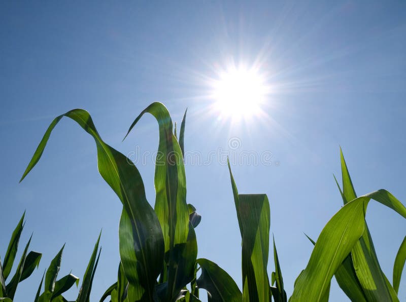 Corn field with sun stock image. Image of ripe, good, sunny - 2961781