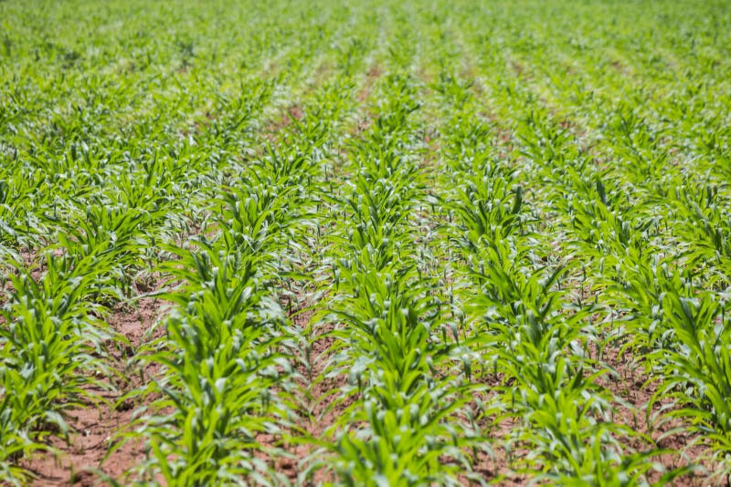 477 Corn Plot Stock Photos - Free & Royalty-Free Stock Photos from ...