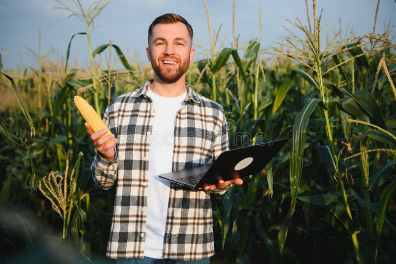 Corn Agriculture. Farmer Working in Corn Field with Laptop Stock Photo ...