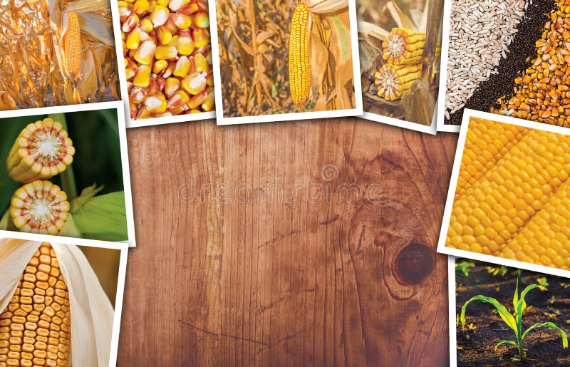 Corn in Agriculture, Photo Collage Stock Photo - Image of copy, plants ...