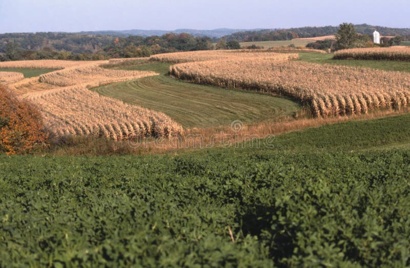 Corn and alfalfa Wisconsin stock image. Image of agricultural - 3348519