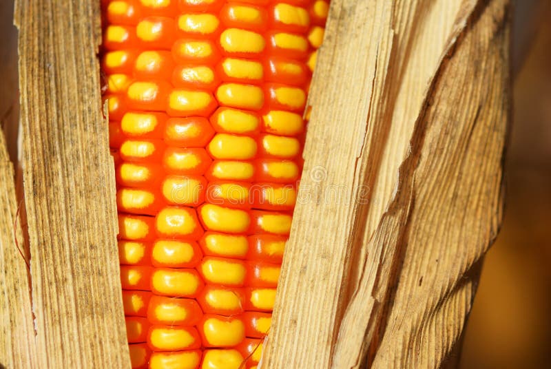 Corns for animal feeding stock photo. Image of harvest - 35908556