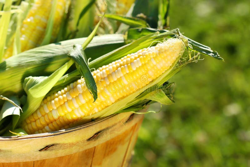 Corn in an apple basket stock photo. Image of growing - 3060008