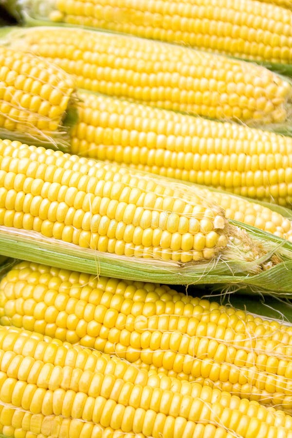 Corn Cob and corn kernel stock image. Image of agriculture - 14983085