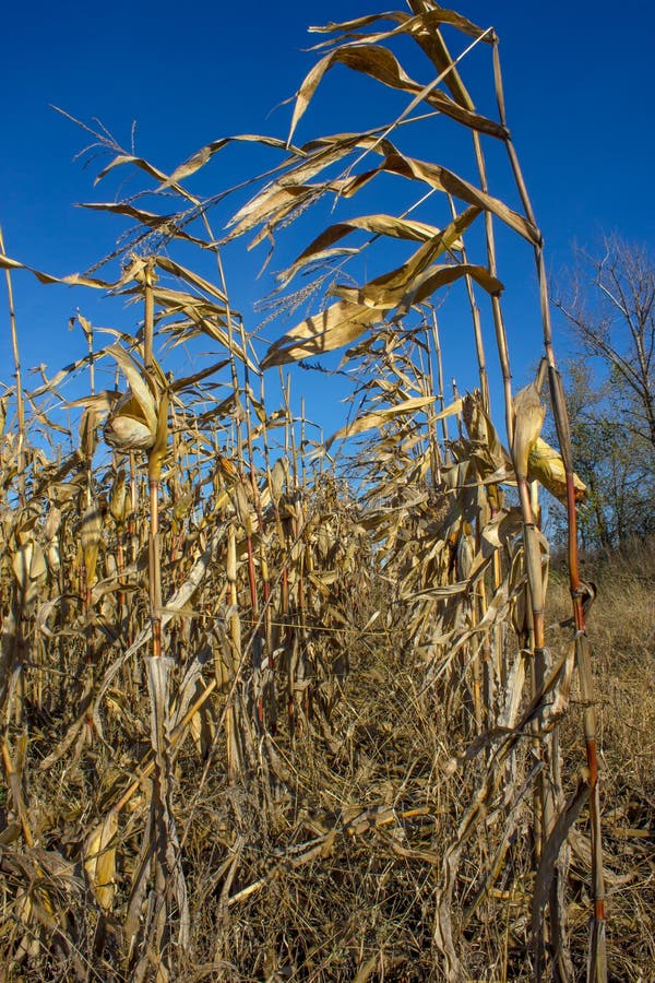 Corn on the autumn field stock photo. Image of outdoor - 79357658