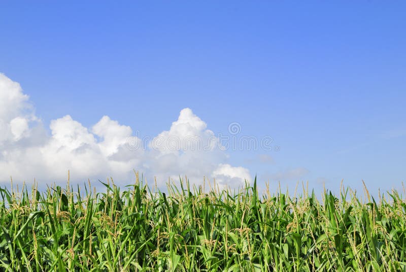 Corn Background stock image. Image of corn, harvest, nature - 10645133