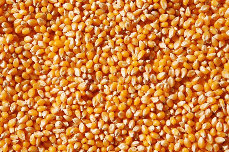 47,274 Corn Gold Background Stock Photos - Free & Royalty-Free Stock ...