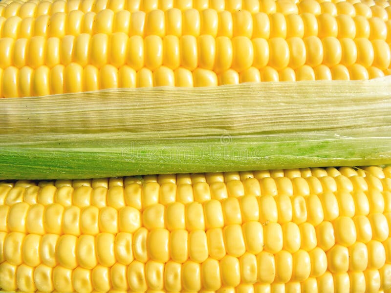 Corn background stock image. Image of natural, agriculture - 18028205