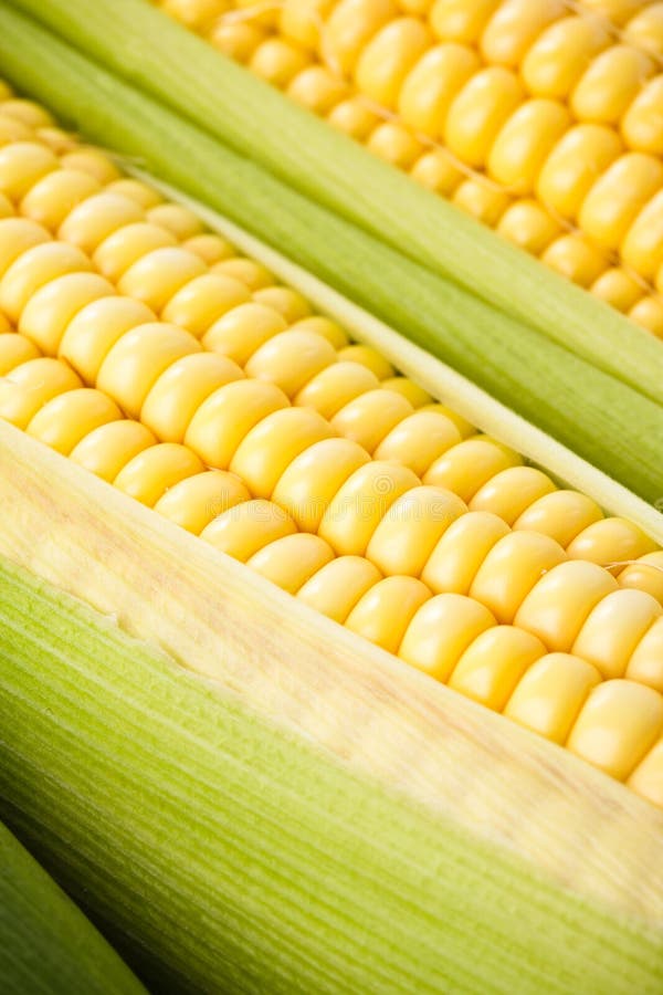 Corn background stock photo. Image of crop, closeup, macro - 20816104