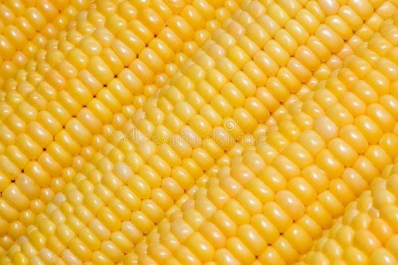 Corn Background Green Leaves Stock Photo - Image of crop, outdoor ...