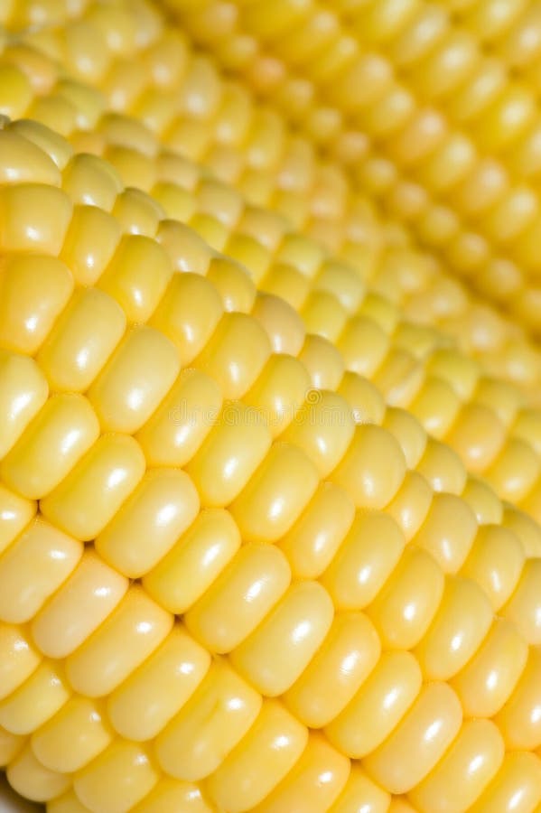 Corn Background Picture. Image: 2960108