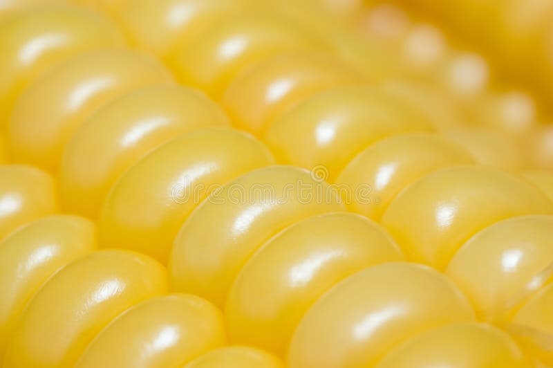 Corn Background Picture. Image: 3013129