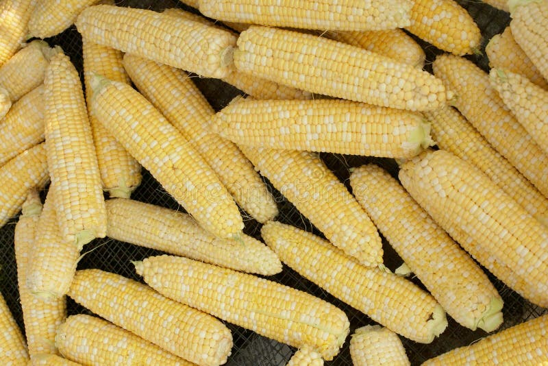 Corn Background Picture. Image: 6229123