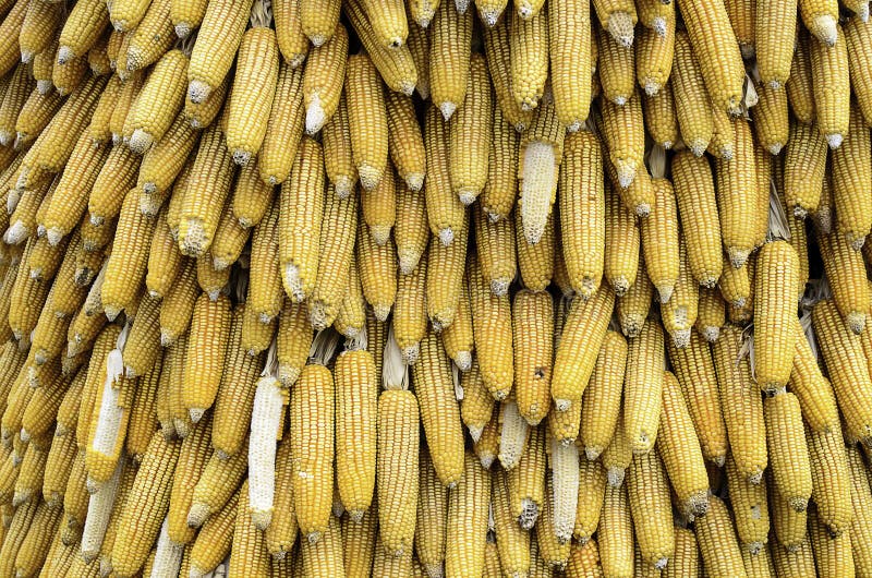 Corn background stock image. Image of freshly, corn, texture - 58062545