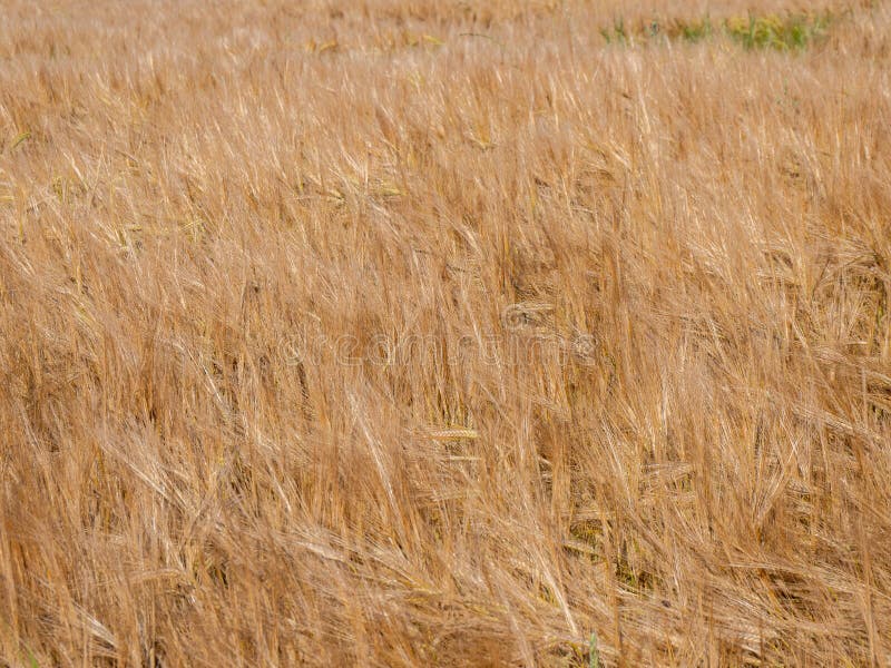 Corn Background Grain Pattern Texture Stock Photo - Image of ...