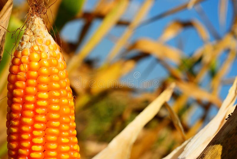 Half a corn stock image. Image of ripe, kernel, corn - 32771607