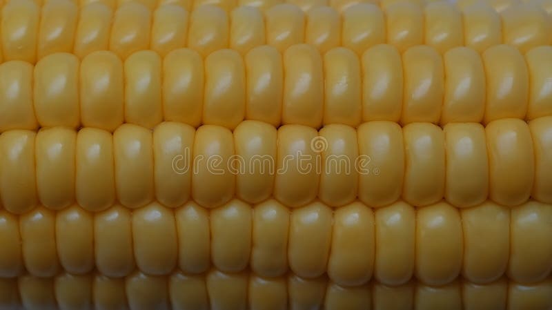 Sweet corn background. stock image. Image of leaf, seed - 119512975