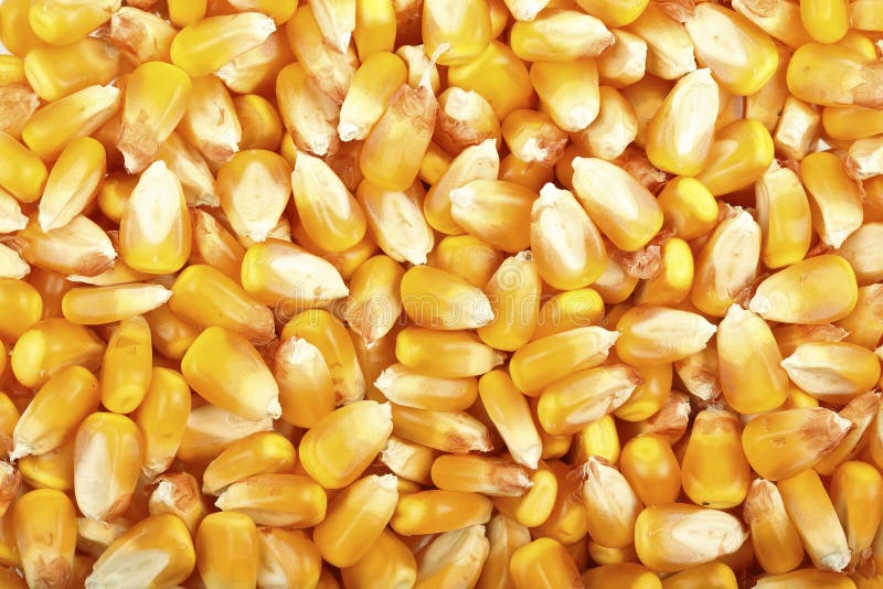 Corn background stock image. Image of healthy, agriculture - 32946525