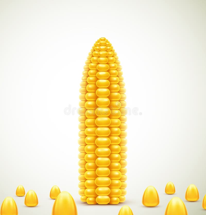 Vector Background with Grains and Cobs of Corn and Red Ribbon Stock ...