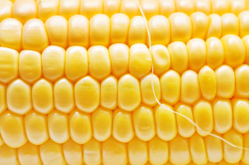 Corn background texture stock photo. Image of veggie - 20802714