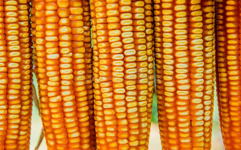 Corn Background and Texture Stock Photo - Image of golden, healthy ...