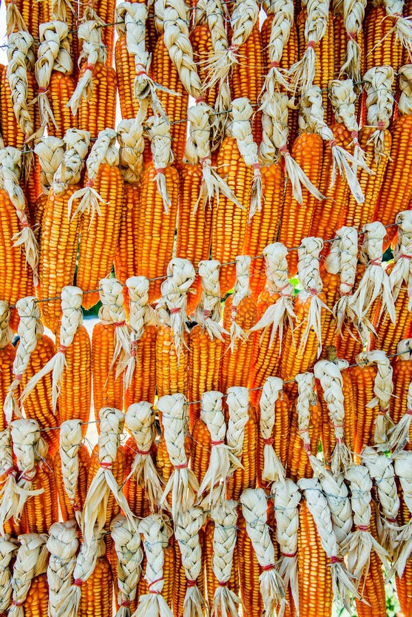 Corn Background and Texture Stock Image - Image of natural, cereal ...