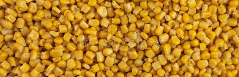 Corn Background and Texture. Yellow Seeds. Panorama Stock Photo - Image ...