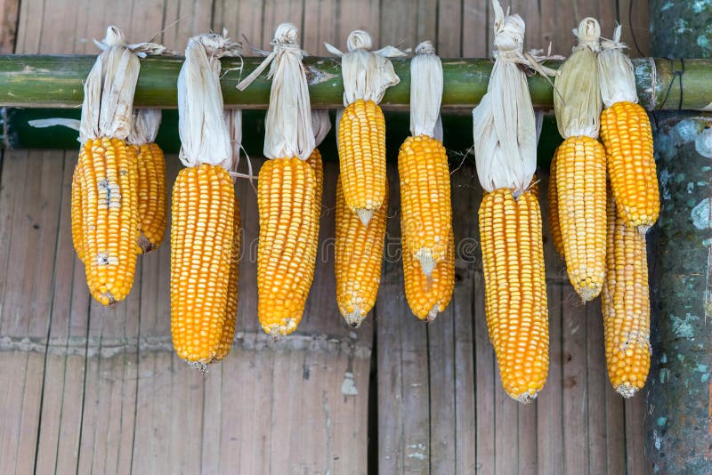 Corn Bamboo Rail Stock Photos - Free & Royalty-Free Stock Photos from ...