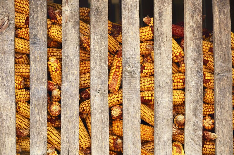 Corn barn stock image. Image of harvest, harvesting, farm - 27989587