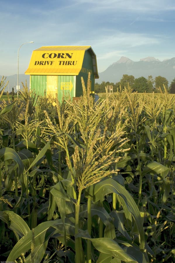 Corn Barn and Corn stock image. Image of agriculture, field - 7932121