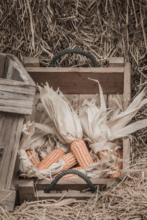 Corn Barn stock photo. Image of country, farm, nature - 78203618