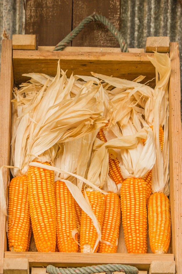 Corn Barn stock image. Image of season, farm, agriculture - 78203715
