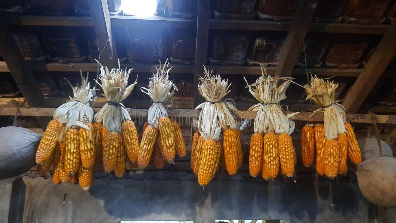 Corn barn stock image. Image of storage, barn, place - 310129785