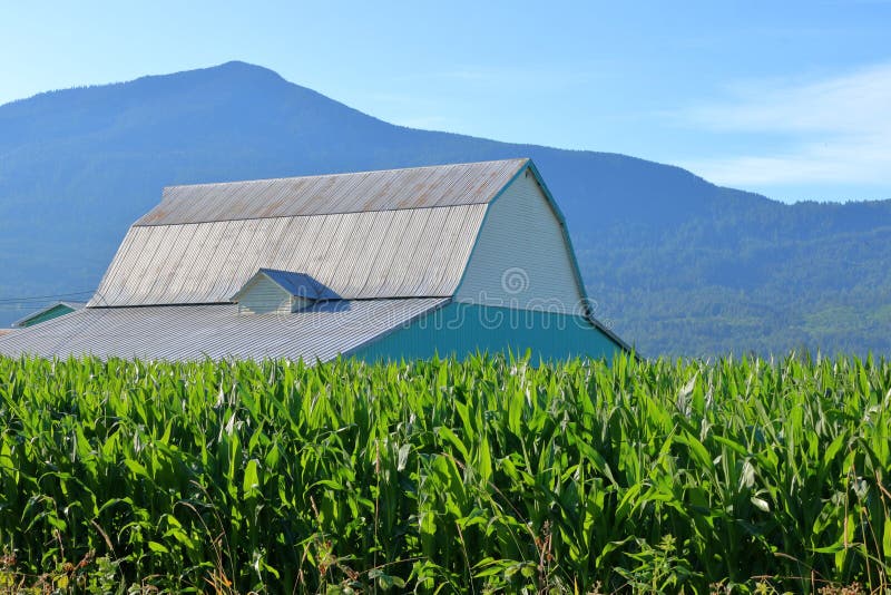Corn and Barn in Valley stock image. Image of field - 284268785