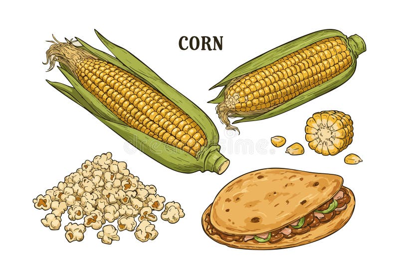 Corn and Corn-based Food Illustration with Popcorn and Taco Natural ...