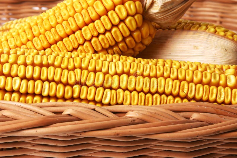 Corn In The Basket Picture. Image: 18284757